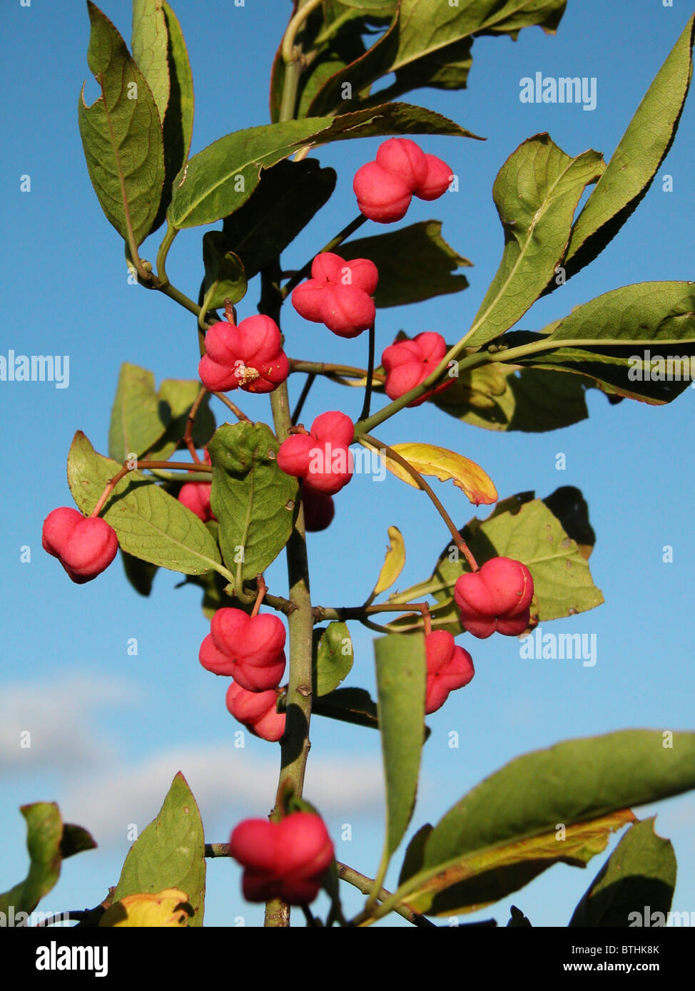 Spindle tree shrub hi-res stock photography and images - Alamy