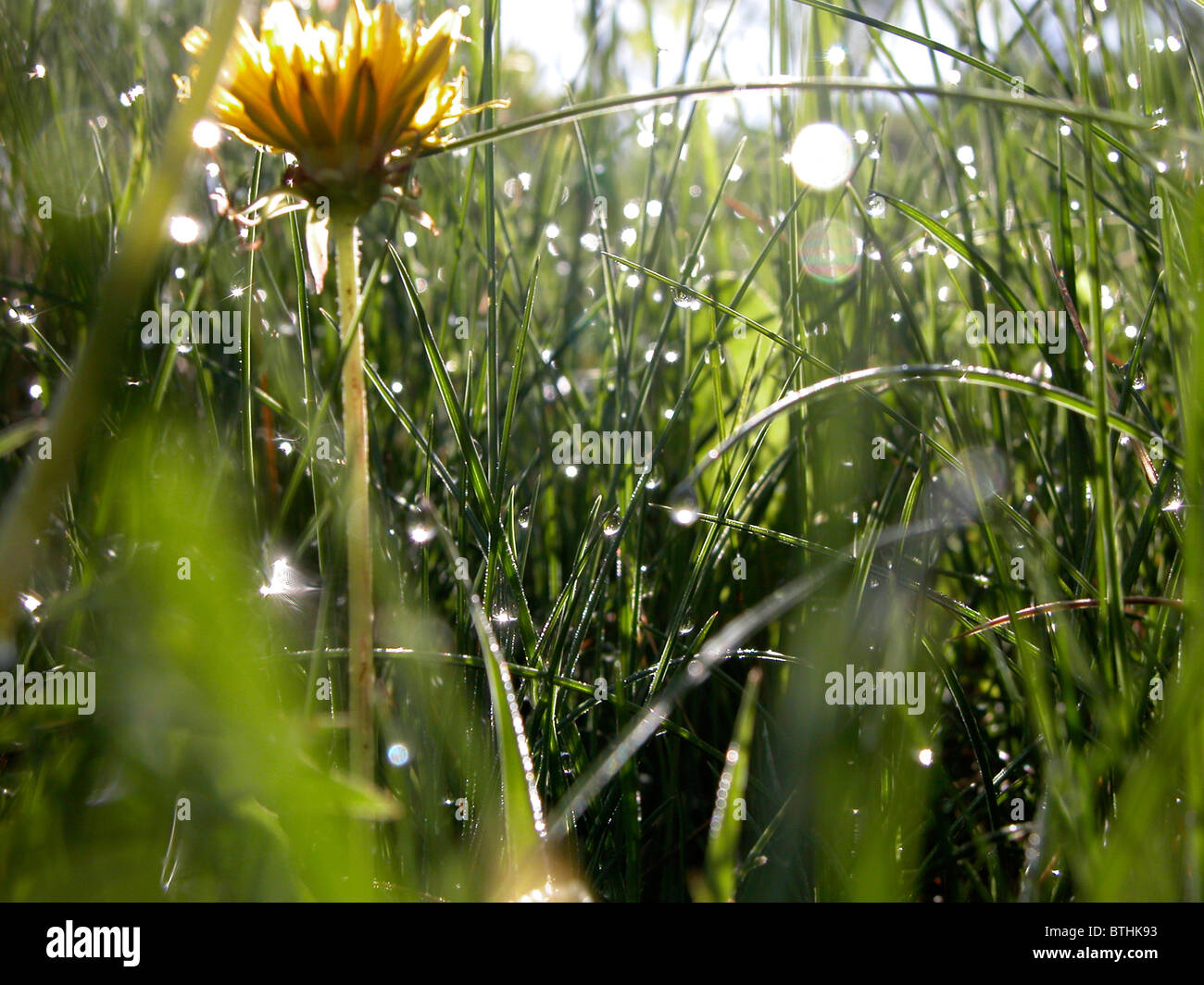 Morning rains hi-res stock photography and images - Alamy