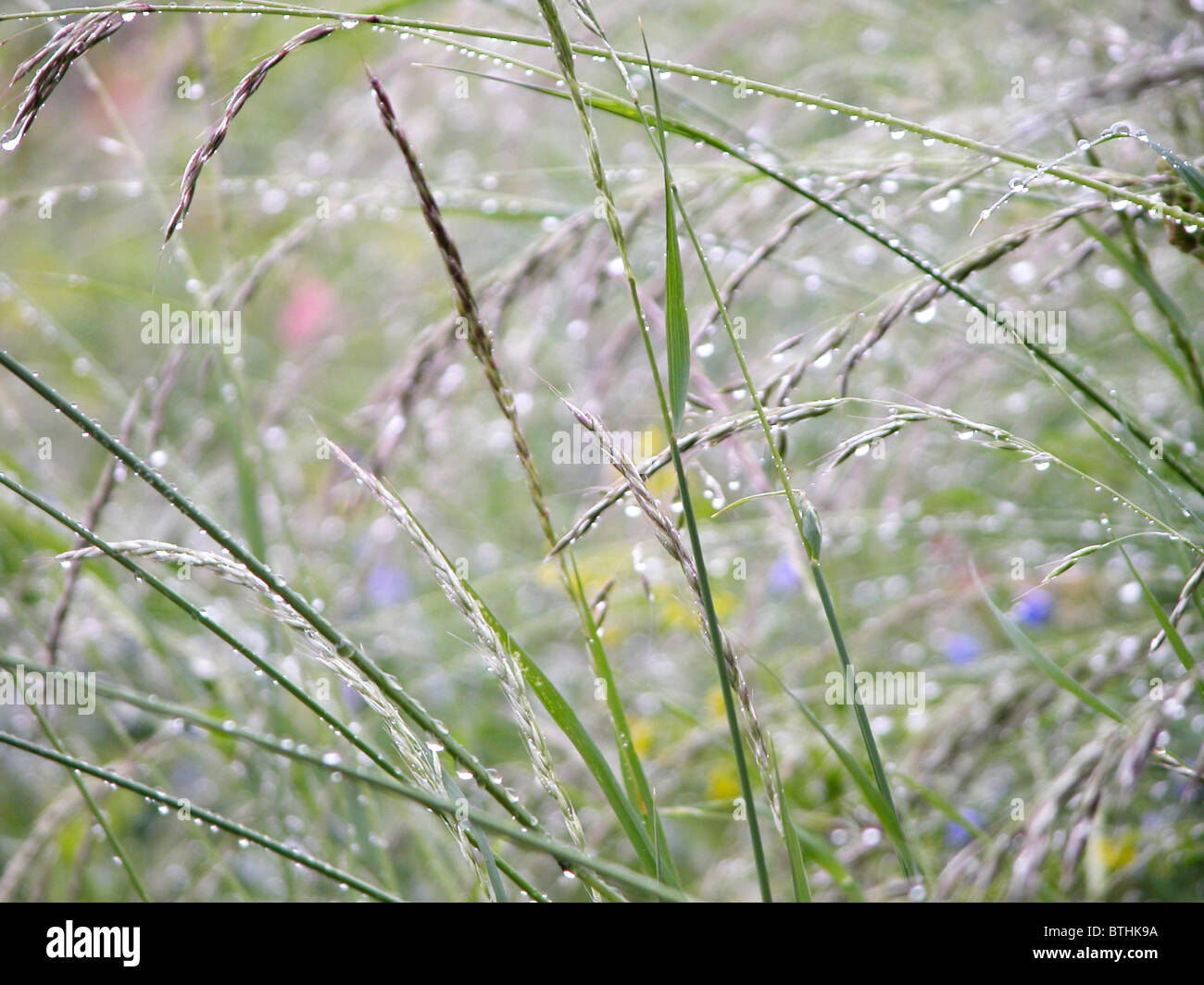 Meadow textures hi-res stock photography and images - Alamy