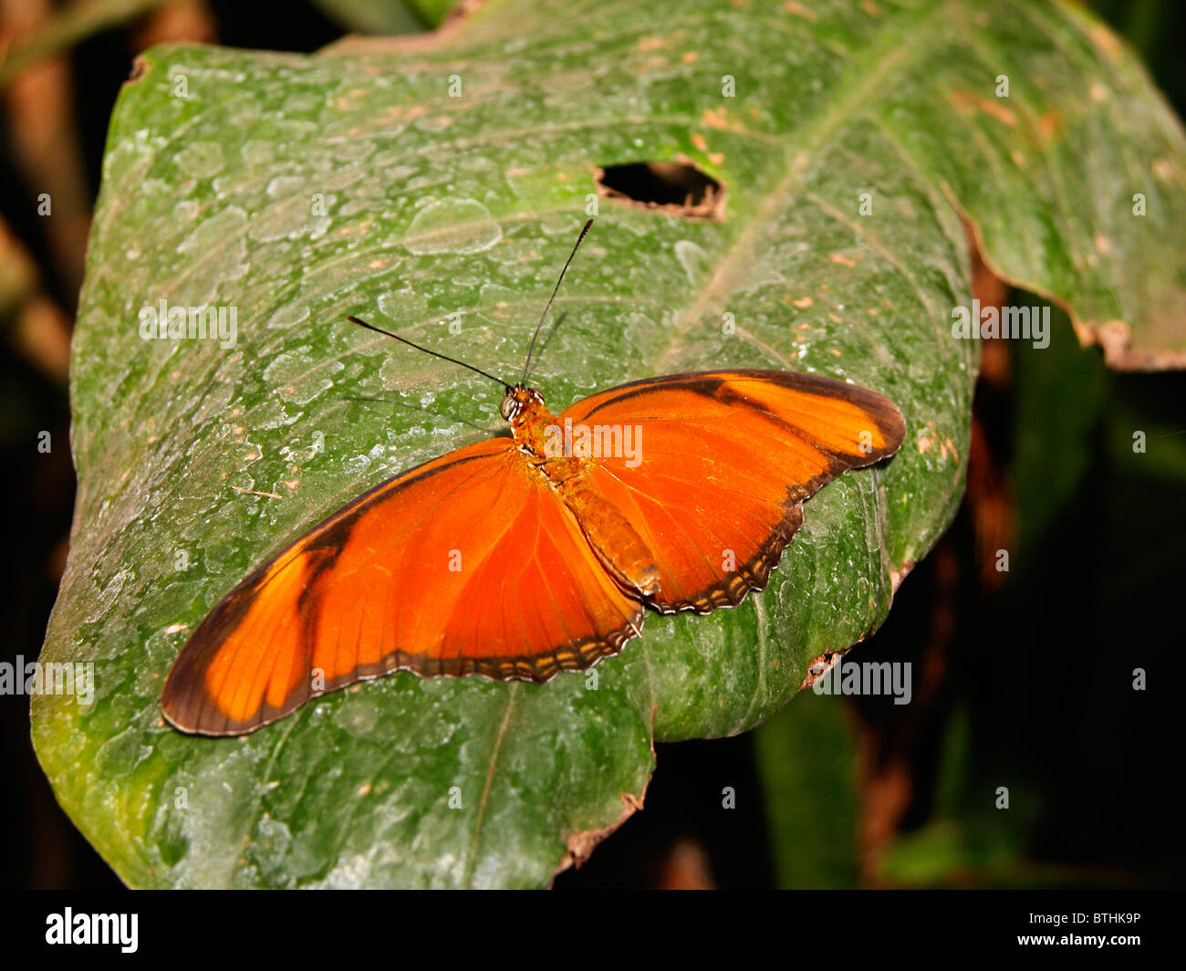 Butterfly, torch (Dryas julia Stock Photo - Alamy