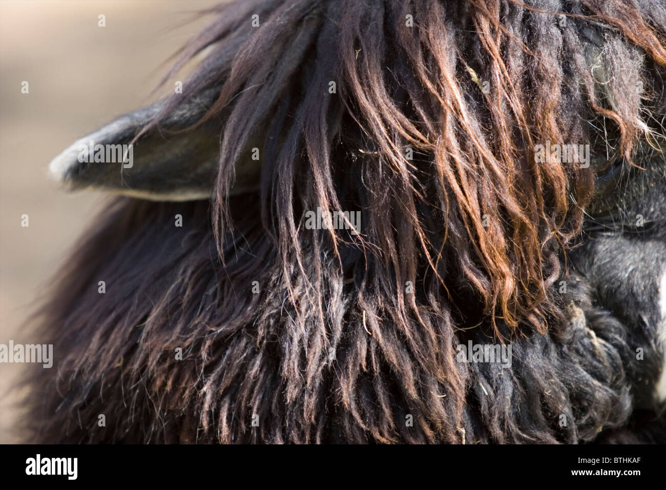 Close up of an alpaca's ear and hair Stock Photo - Alamy