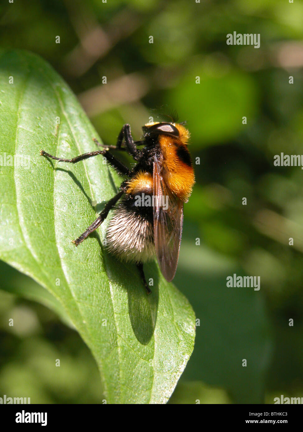 Earth bee hi-res stock photography and images - Alamy