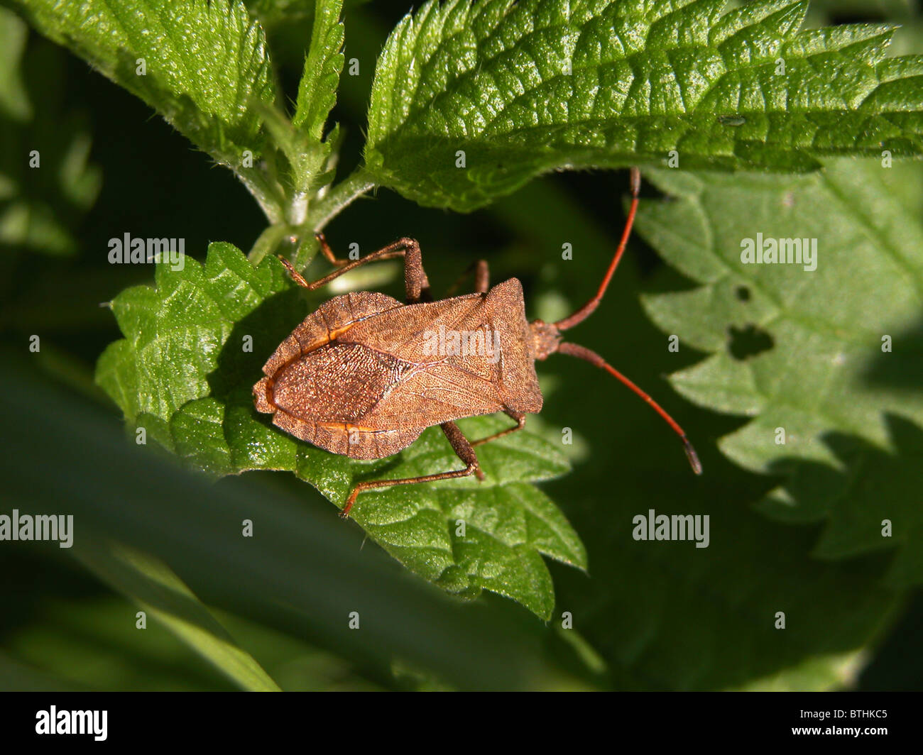 Squash bug hi-res stock photography and images - Alamy