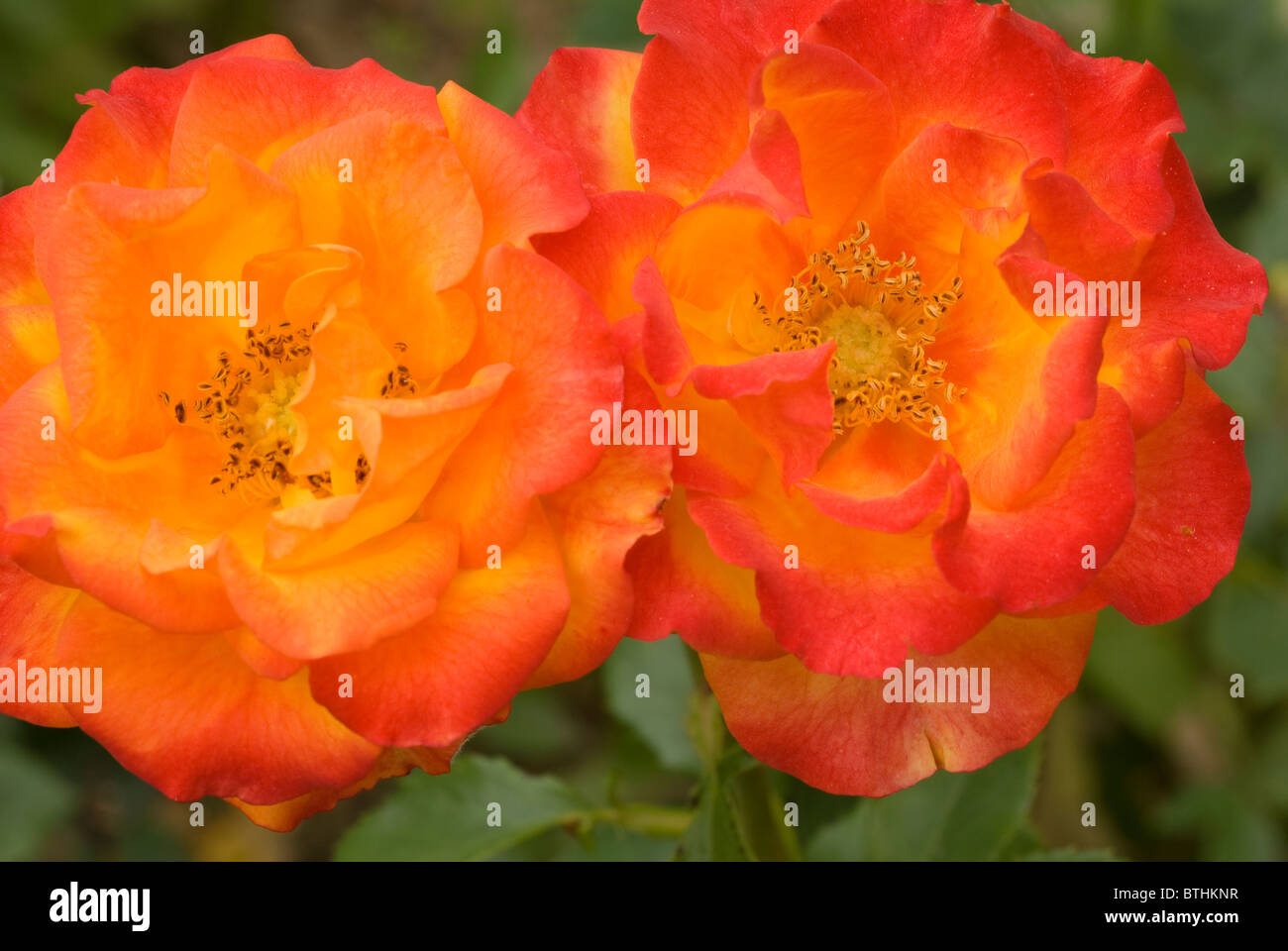 Roses horizontal hi-res stock photography and images - Alamy
