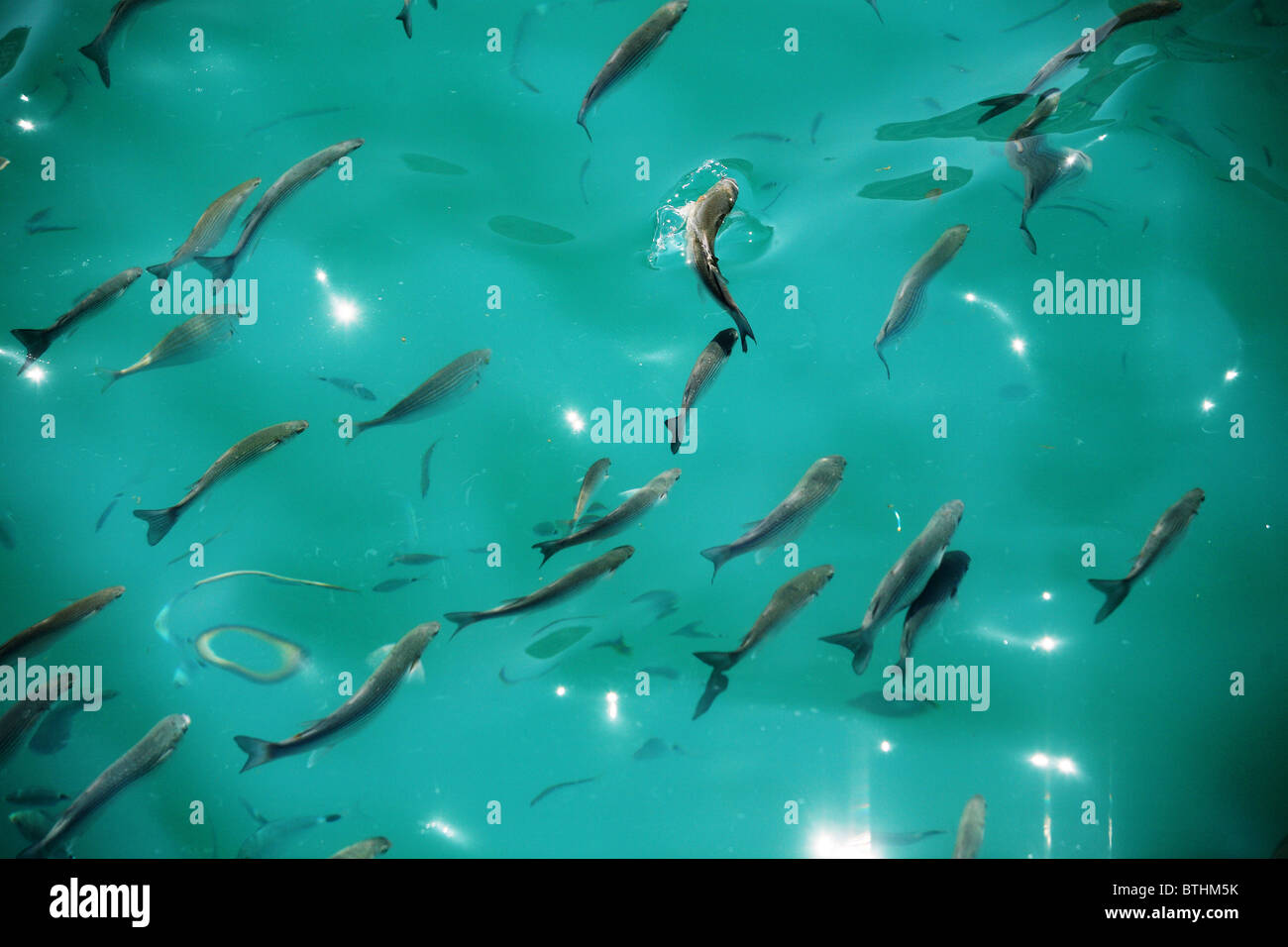 Shoal of fish with one breaking surface to grab at titbit Stock Photo ...