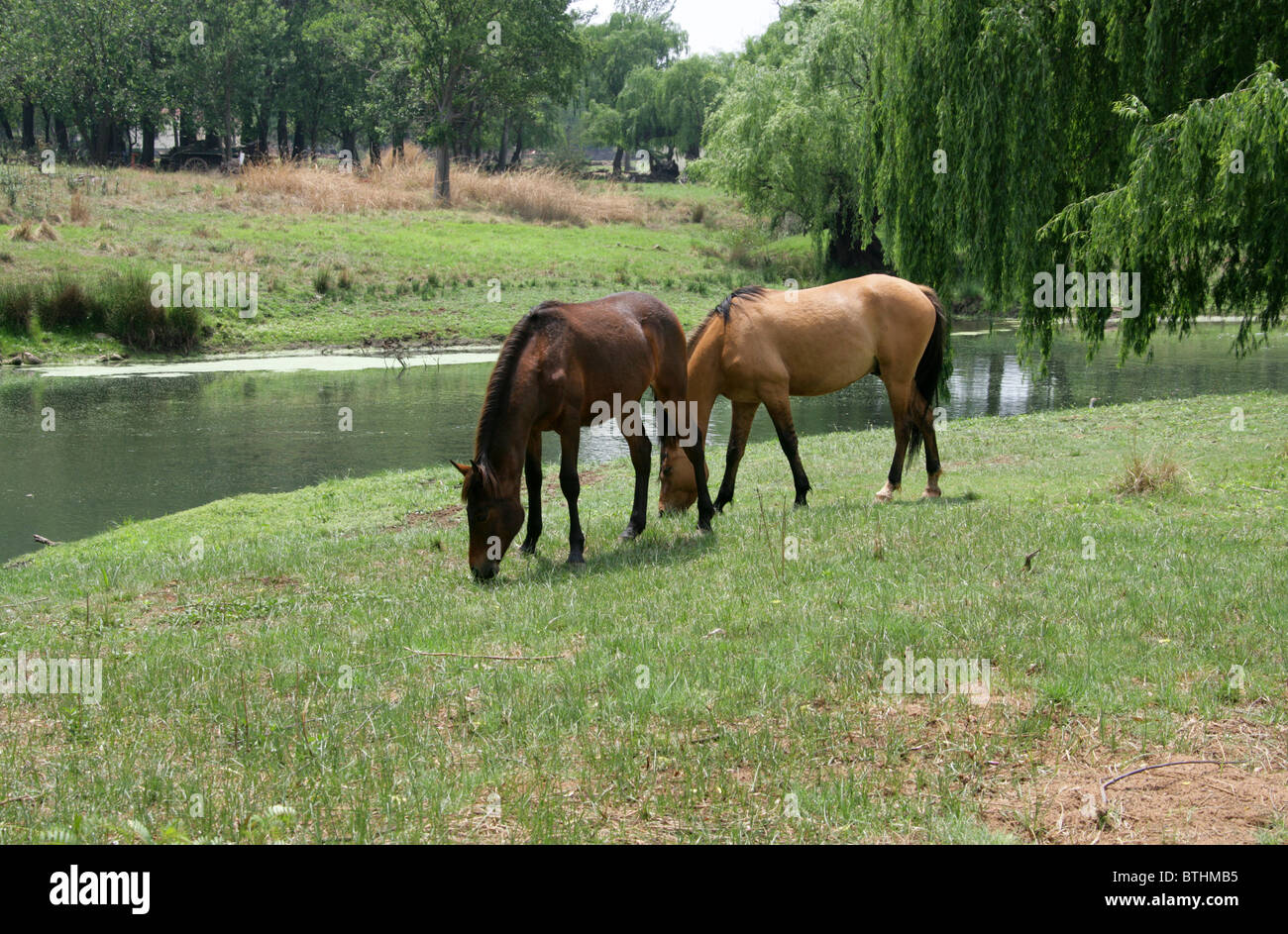 Two Horses by the River, Botshabelo Historical Village, South Africa ...