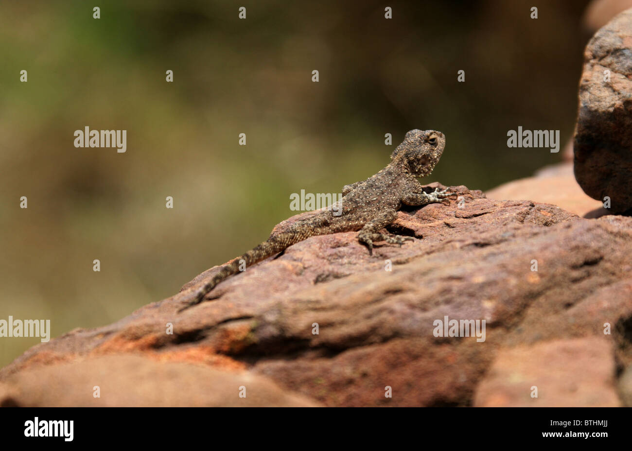 Agamidae lizards hi-res stock photography and images - Alamy