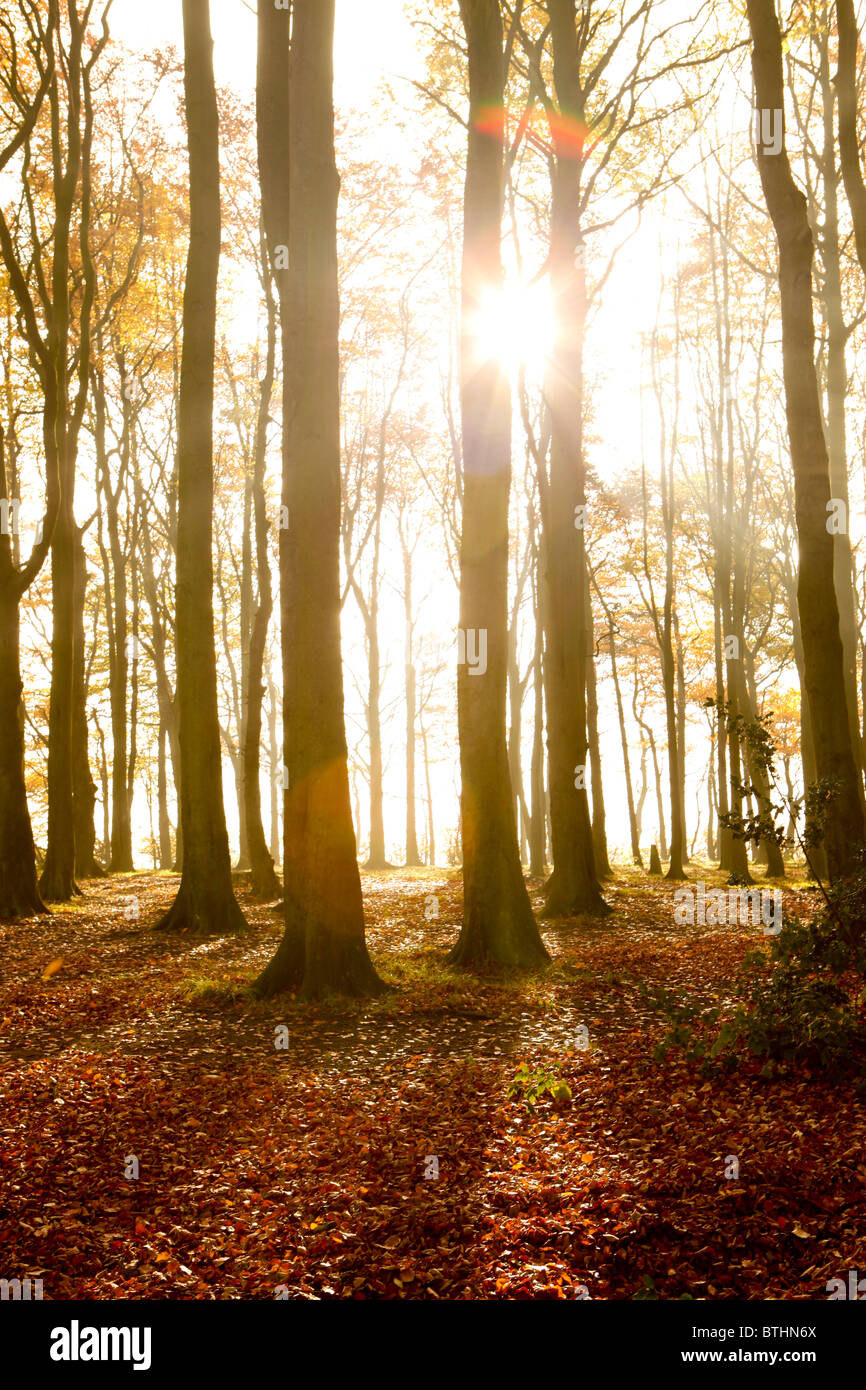 Beech trees in Autumn with sunlight coming through the trees Stock ...