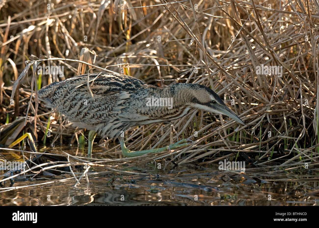 Type of bittern hi-res stock photography and images - Alamy