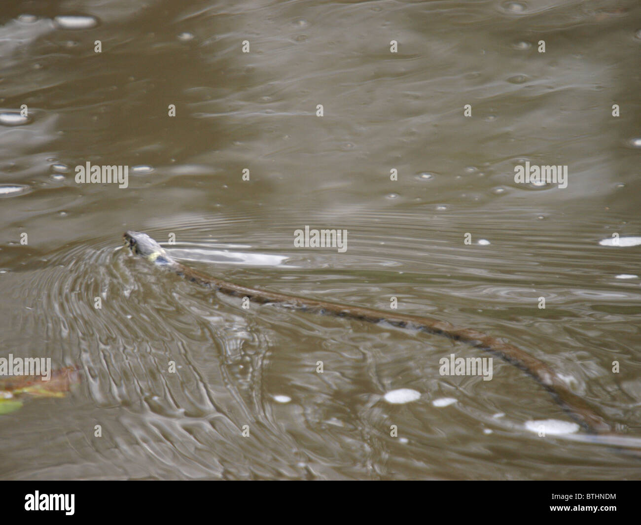 Grass snake natrix natrix swimming hi-res stock photography and images ...