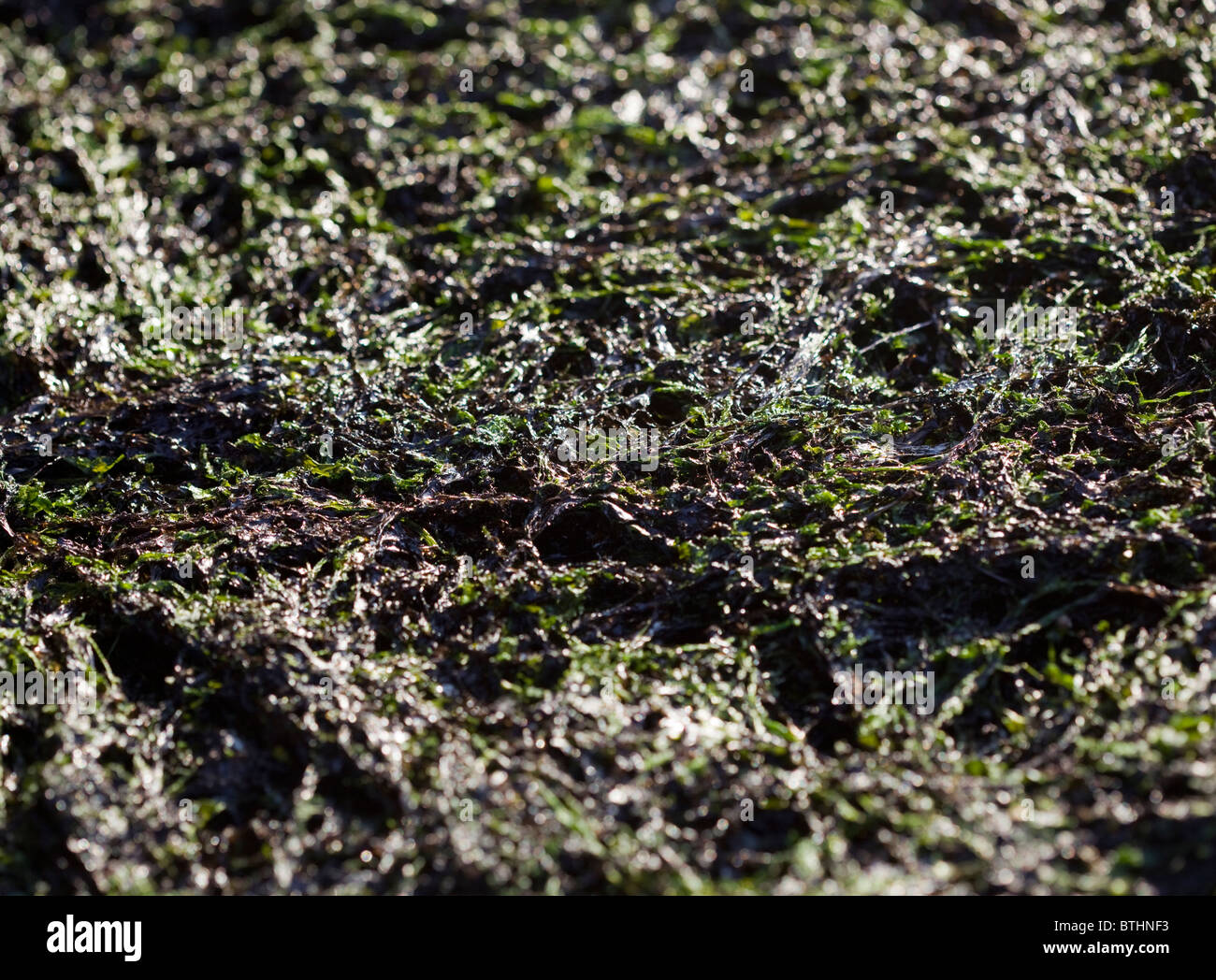 Laver seaweed hi-res stock photography and images - Alamy