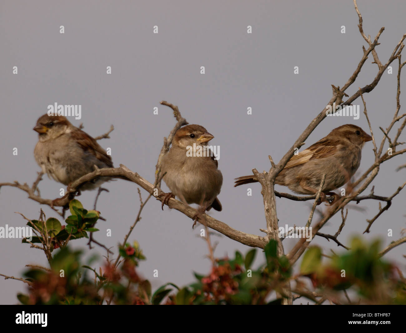 Juvenile house sparrow hi-res stock photography and images - Alamy