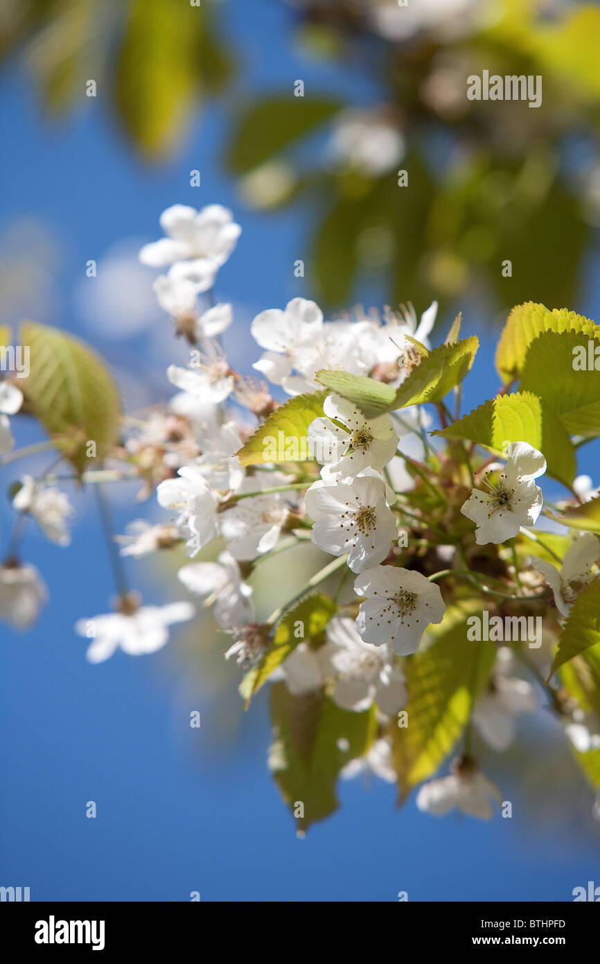 Spring season seasons hi-res stock photography and images - Alamy