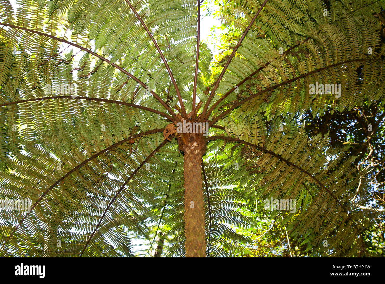 Madagascar, Amber National Park. fern tree Stock Photo - Alamy