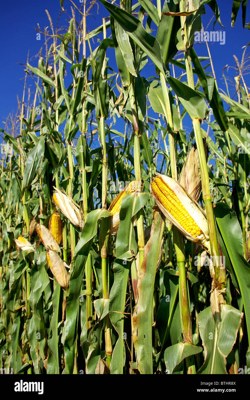 Yellow corn at Portuguese farm Stock Photo - Alamy