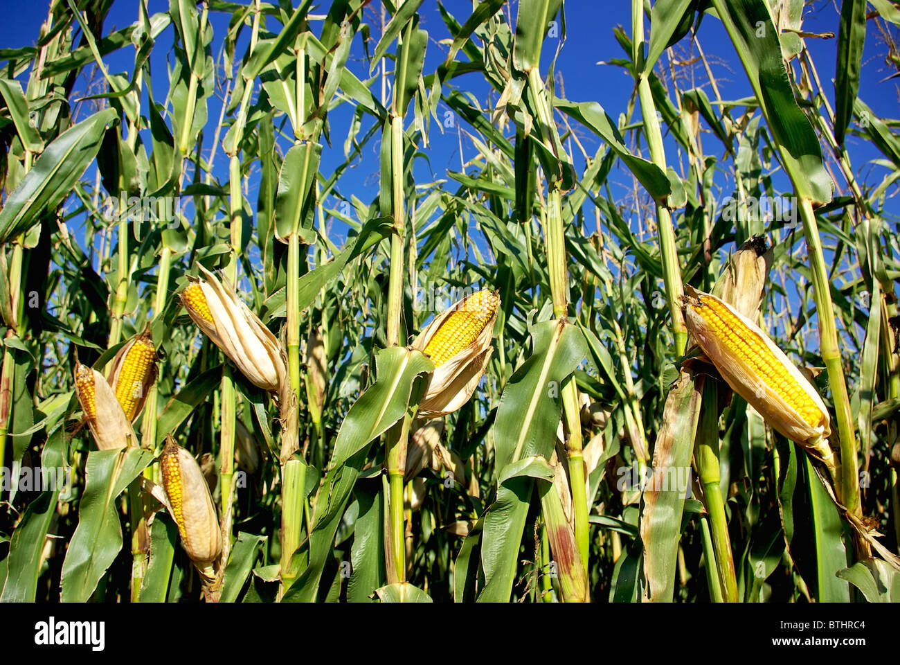 Yellow corn at portuguese farm Stock Photo - Alamy