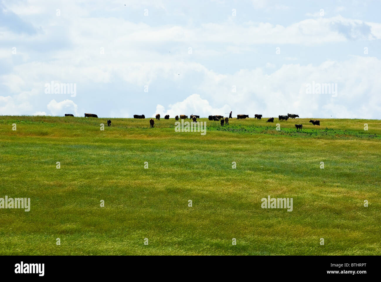 Cow shepherd hi-res stock photography and images - Alamy