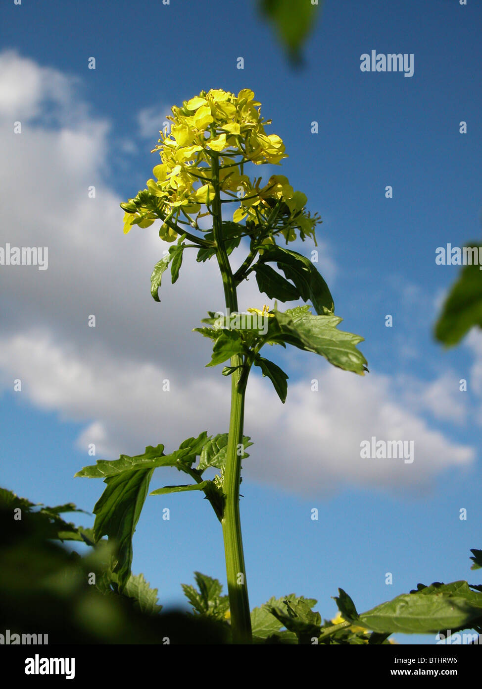 Mustards field hi-res stock photography and images - Alamy