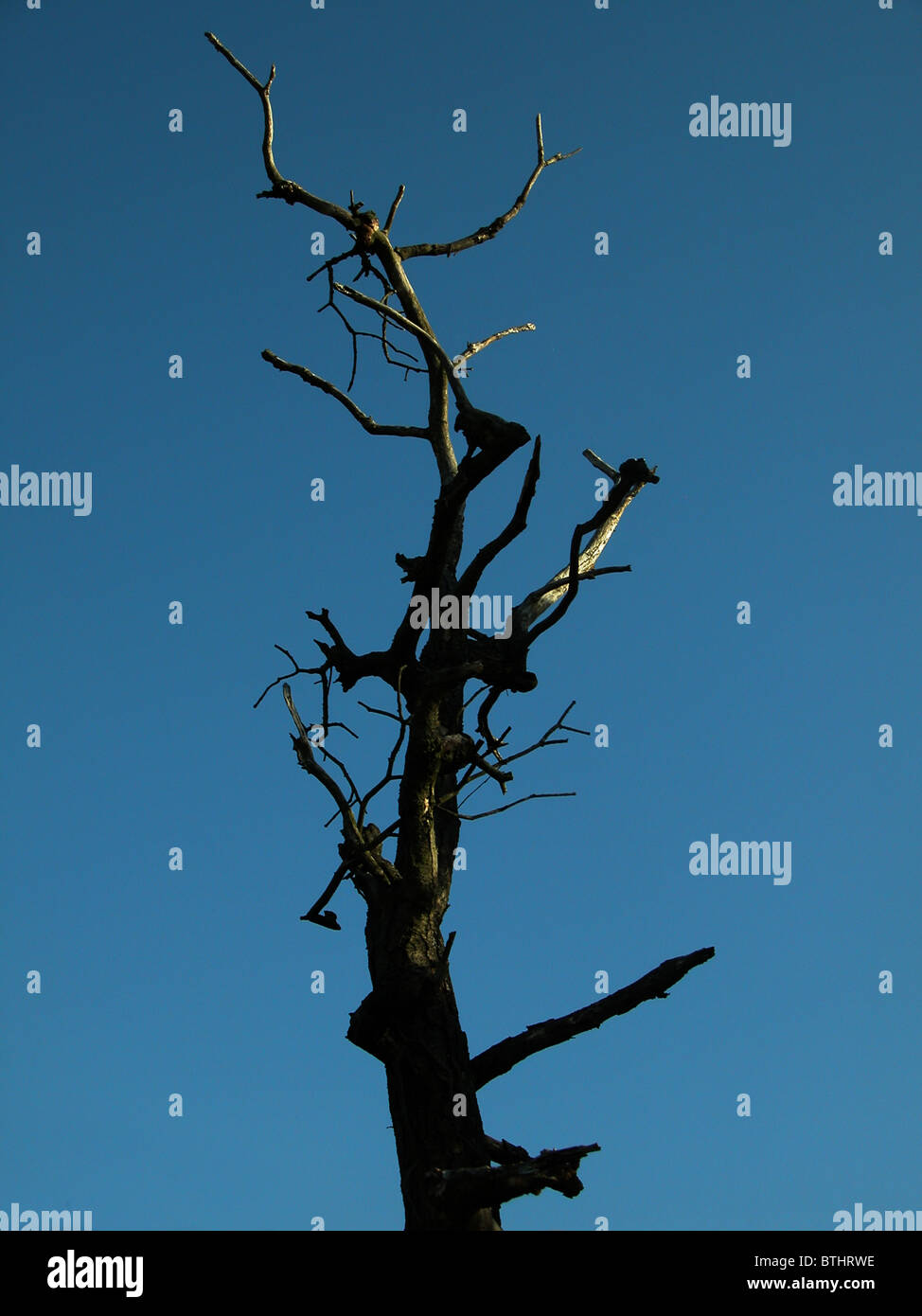Dead tree acid rain hi-res stock photography and images - Alamy