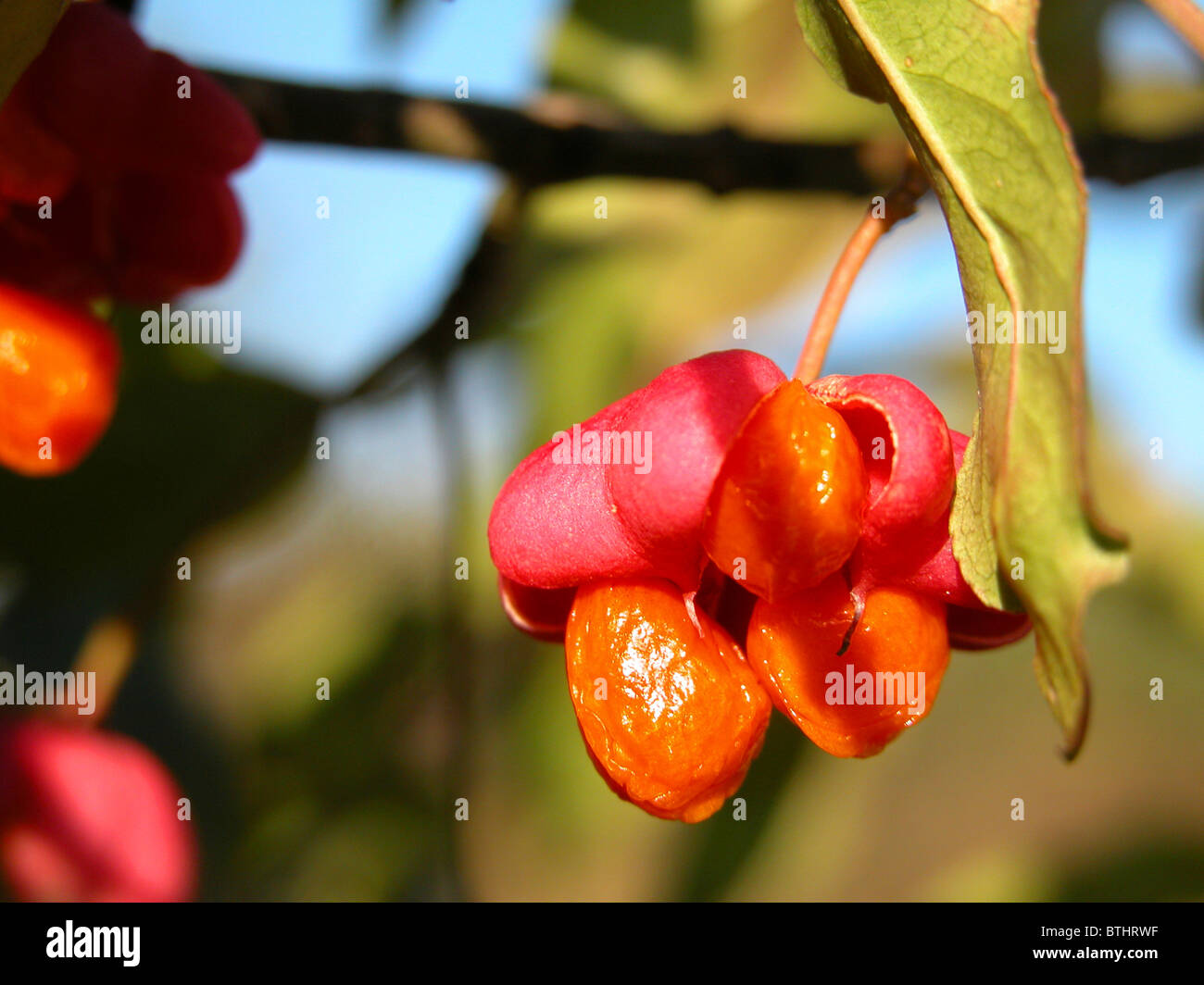 Spindle shrubs hi-res stock photography and images - Alamy