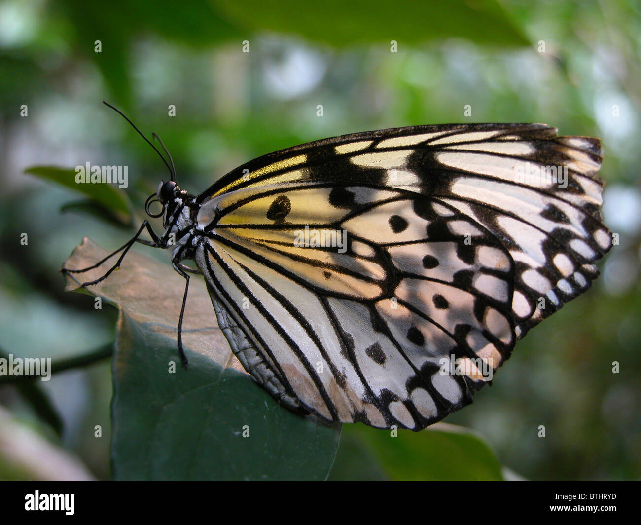 Paper Kite, Idea leuconoe Stock Photo - Alamy