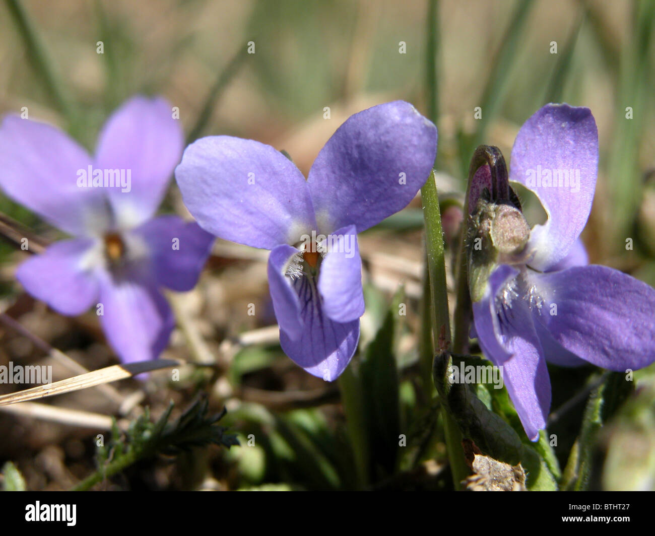 Meadow violets hi-res stock photography and images - Alamy