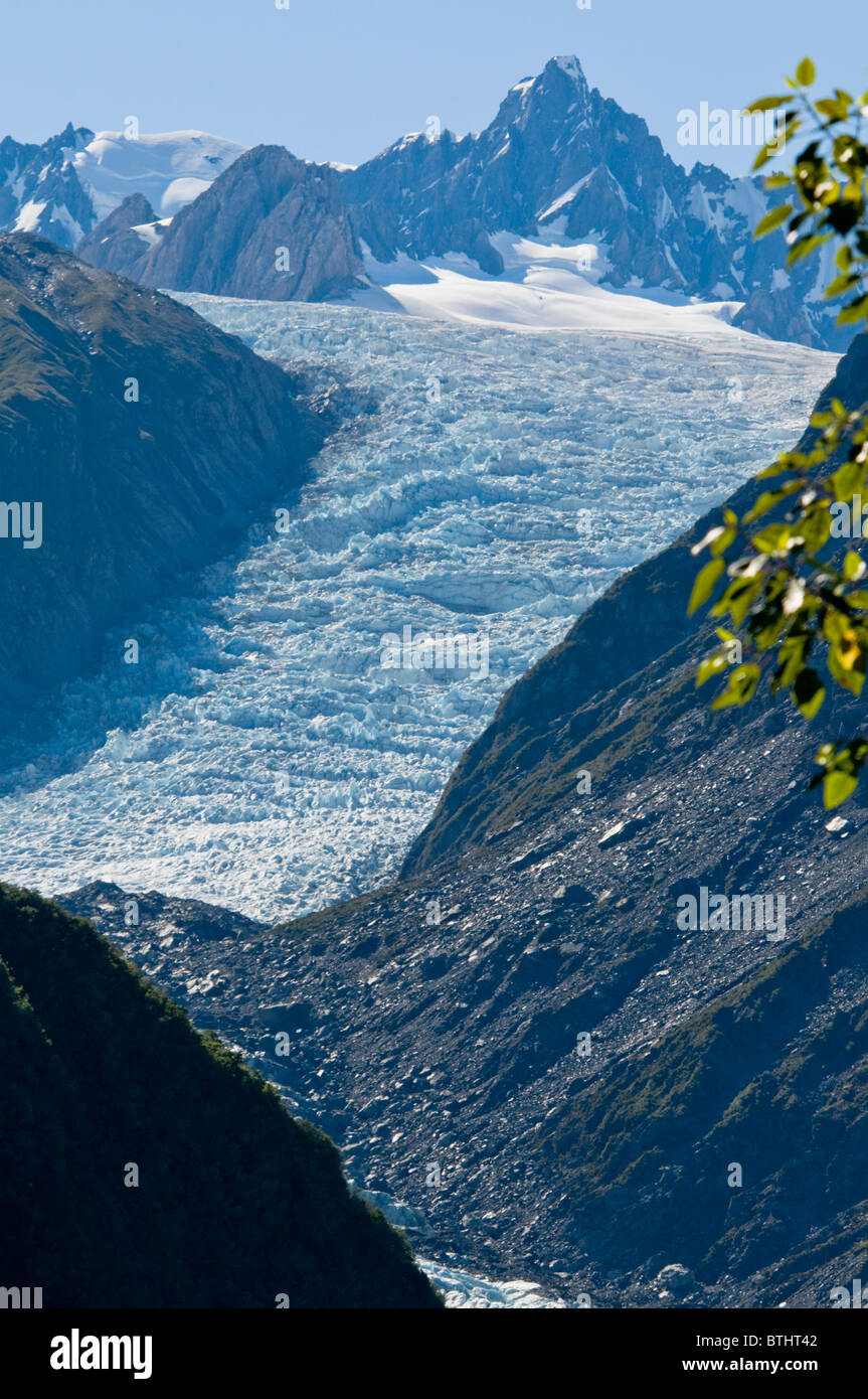 Fox Glacier,Pohutukawa,Rata Trees,Southern Alps,South Island New ...