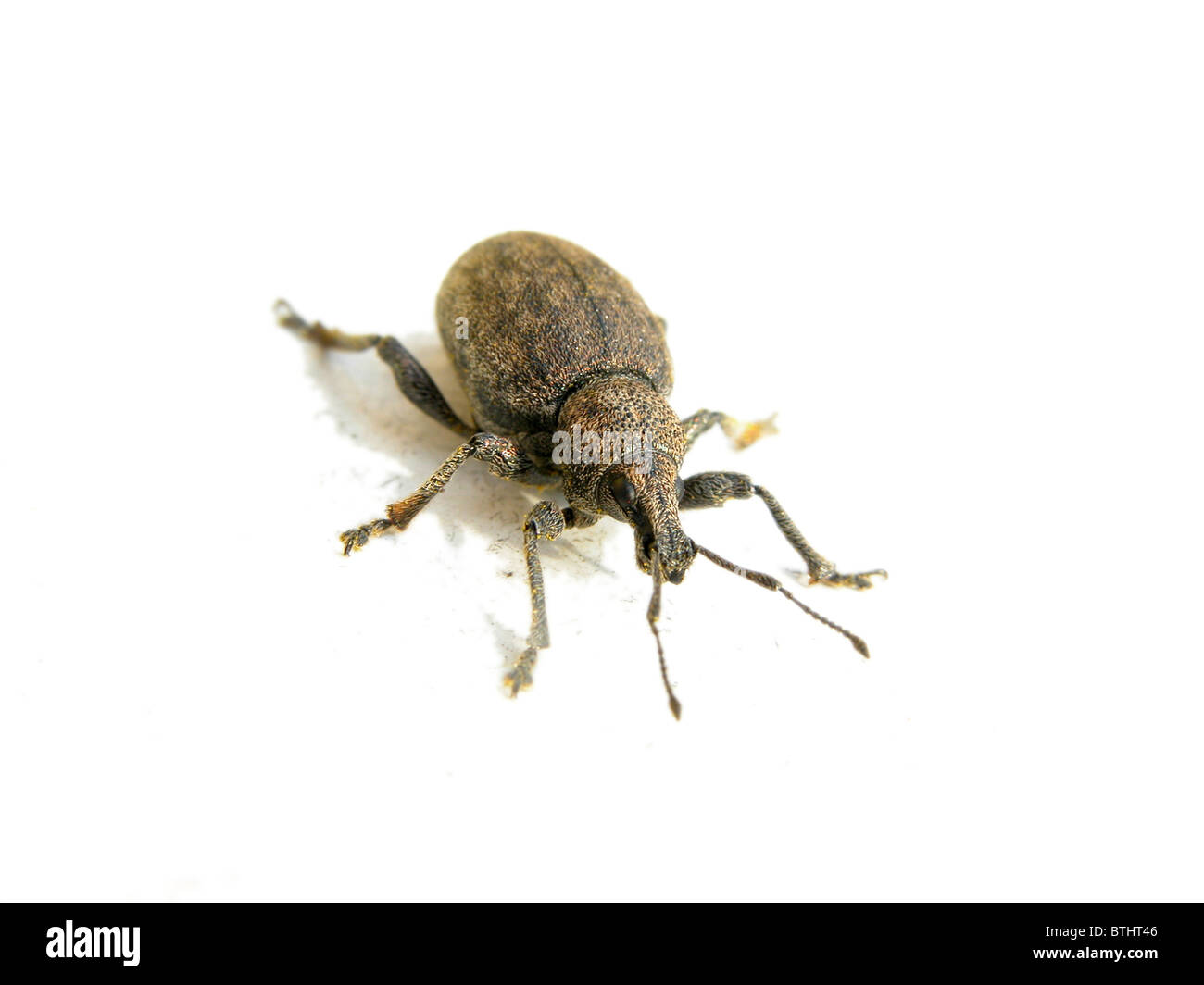 Weevils food Cut Out Stock Images & Pictures - Alamy