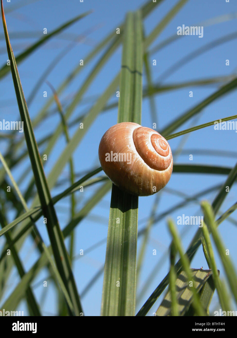Snail house building hi-res stock photography and images - Alamy