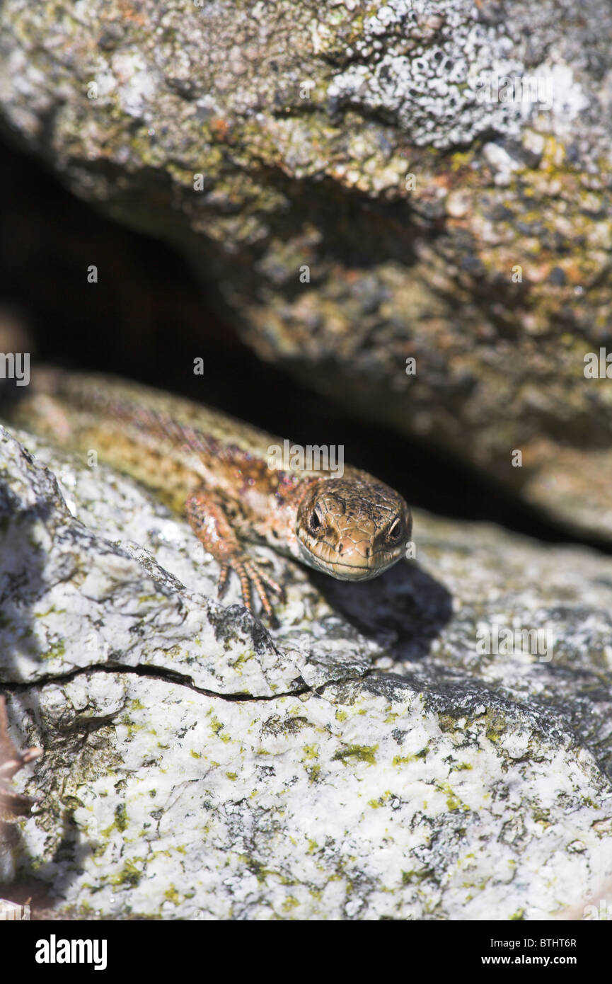 Reptile british isles hi-res stock photography and images - Alamy