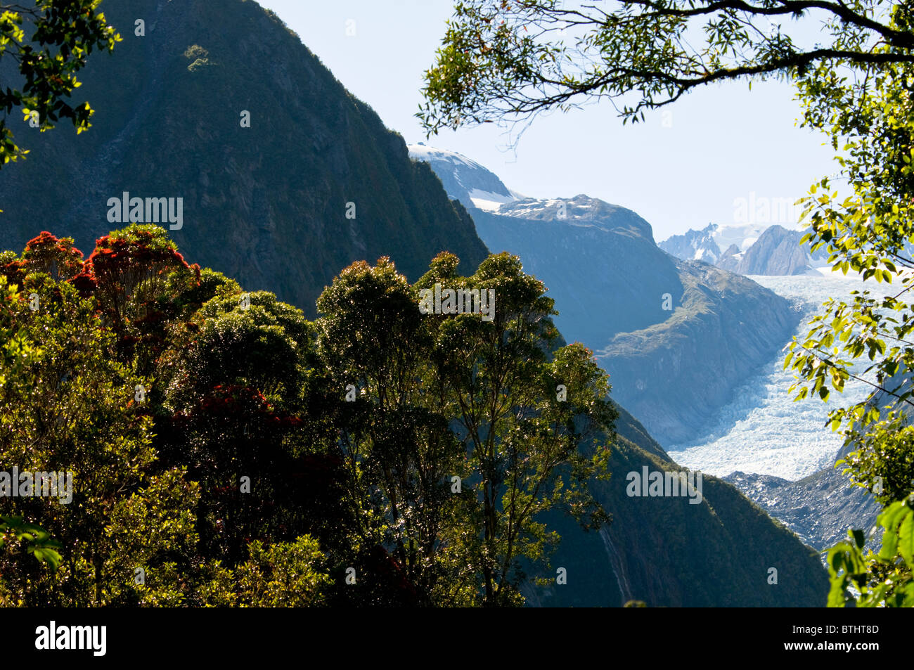 Fox Glacier,Pohutukawa,Rata Trees,Southern Alps,South Island New ...