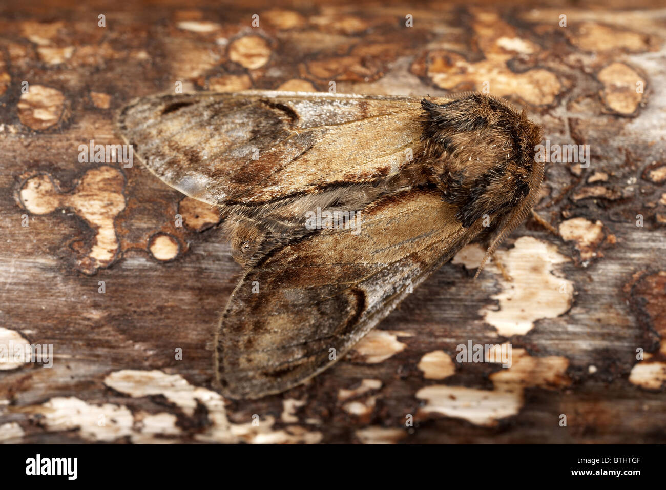 Pebble prominent moth hi-res stock photography and images - Alamy