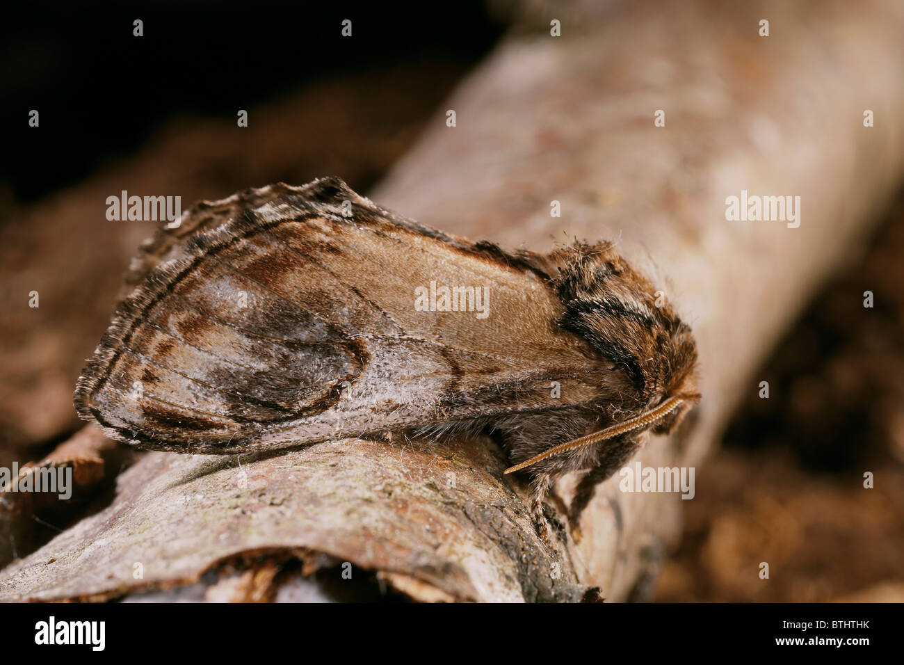 Pebble prominent notodonta ziczac moth hi-res stock photography and ...