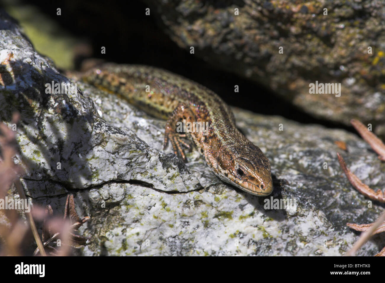 Common Lizard Zootoca vivipara emerging from drystone wall at Glendrian ...