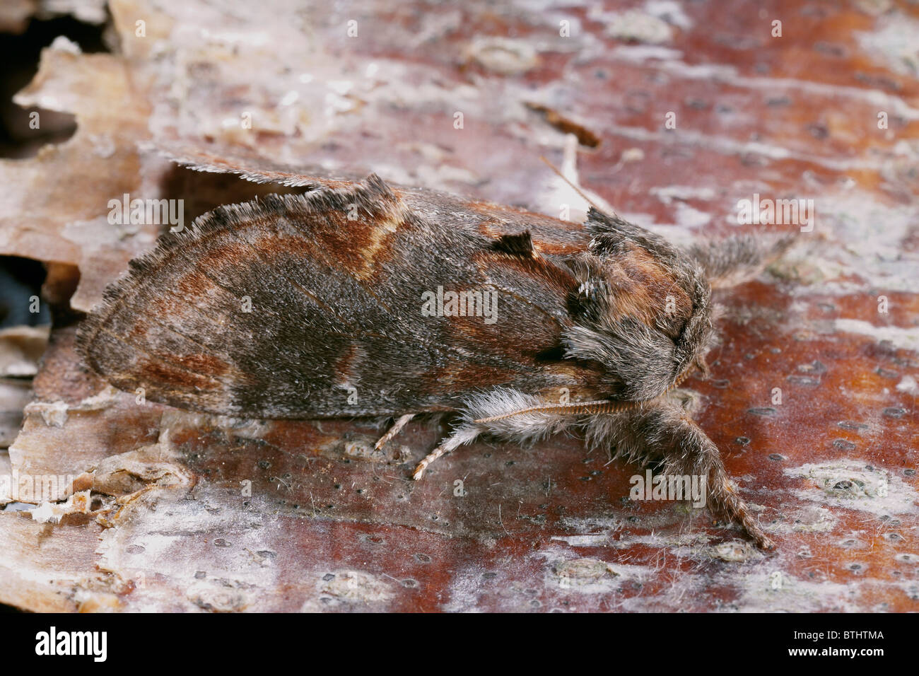 Iron Prominent moth, Notodonta dromedarius Stock Photo - Alamy