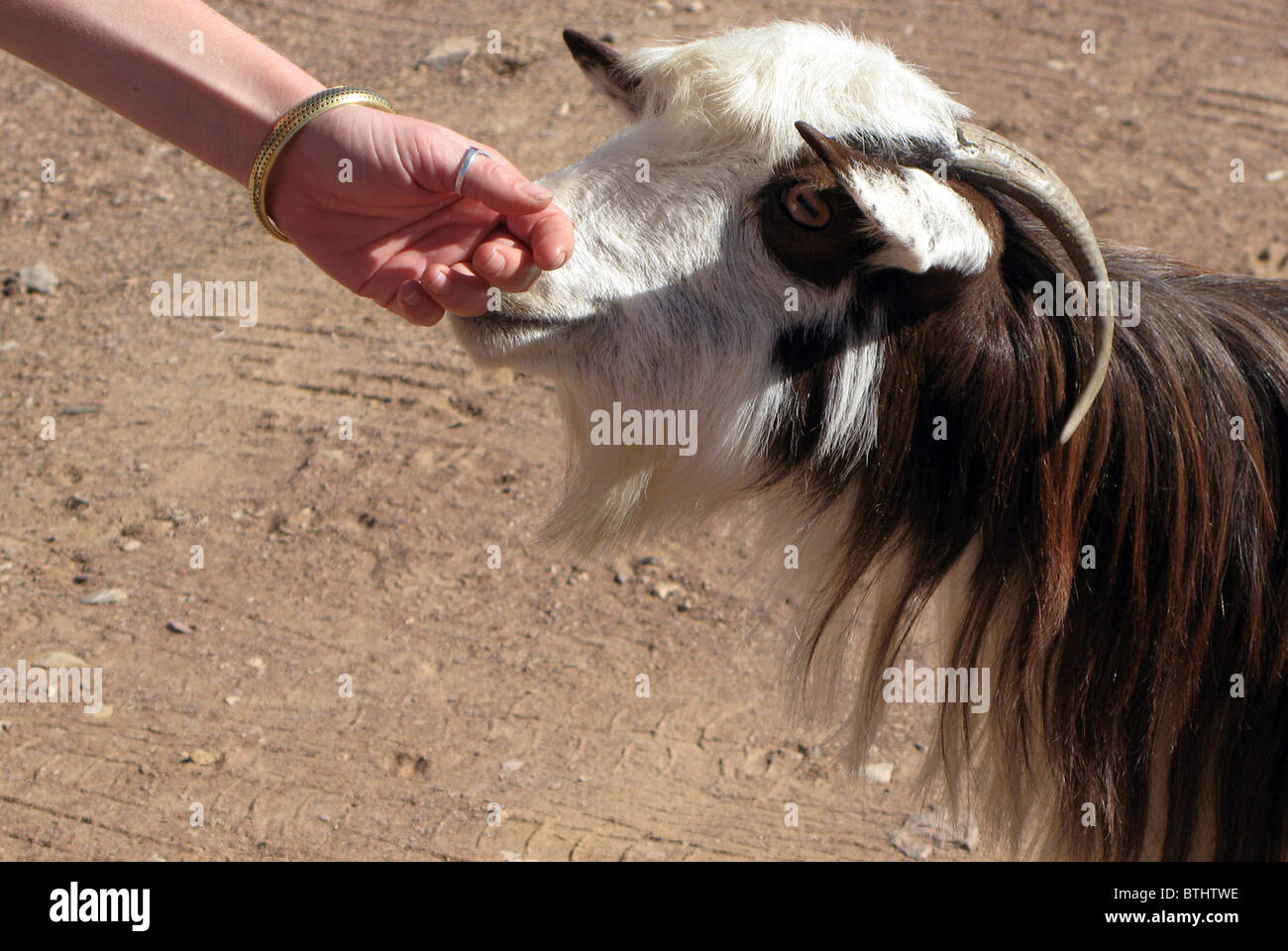 Persian Wild Goat High Resolution Stock Photography and Images - Alamy