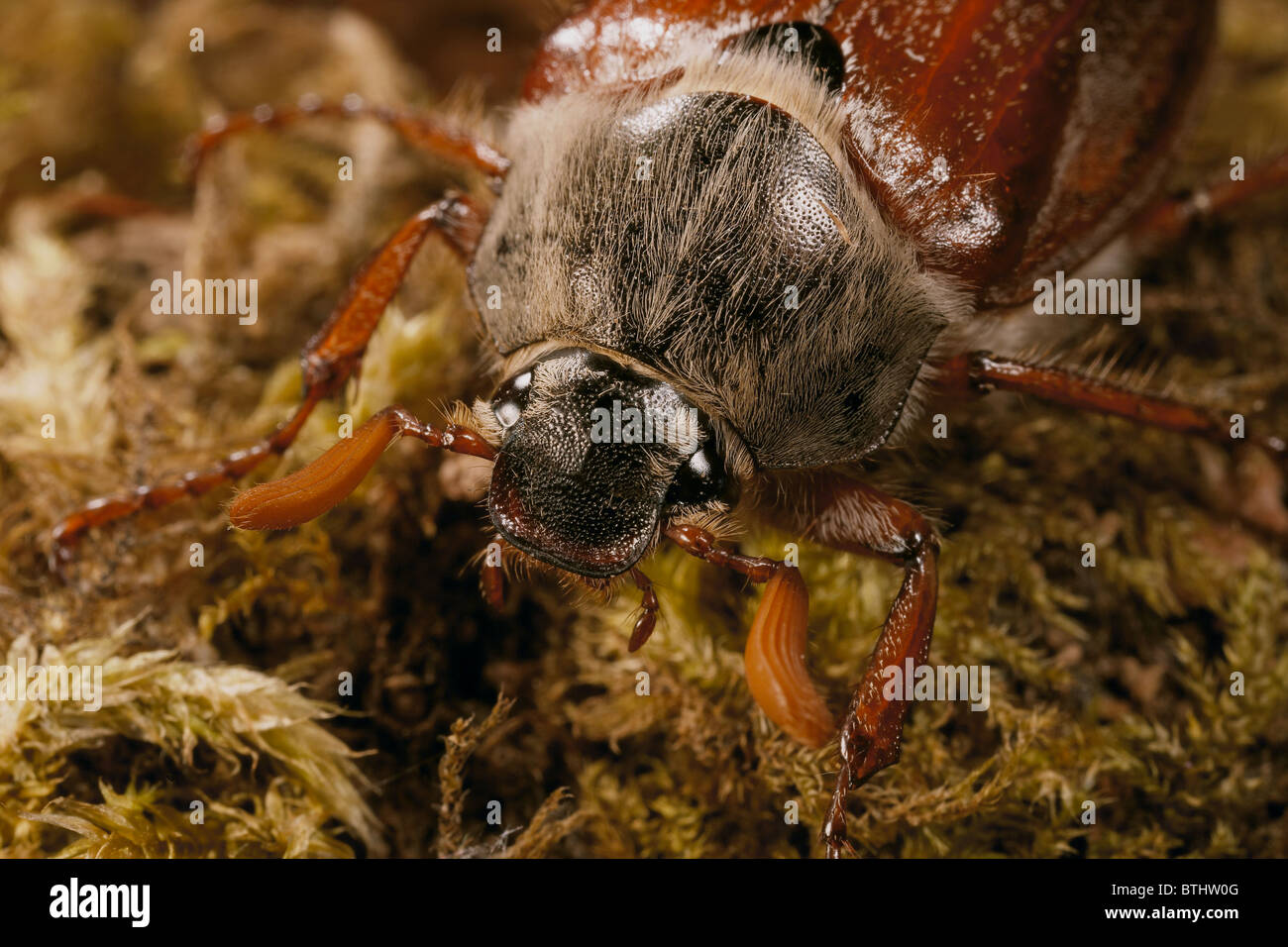 Close up cockchafer may bug hi-res stock photography and images - Alamy
