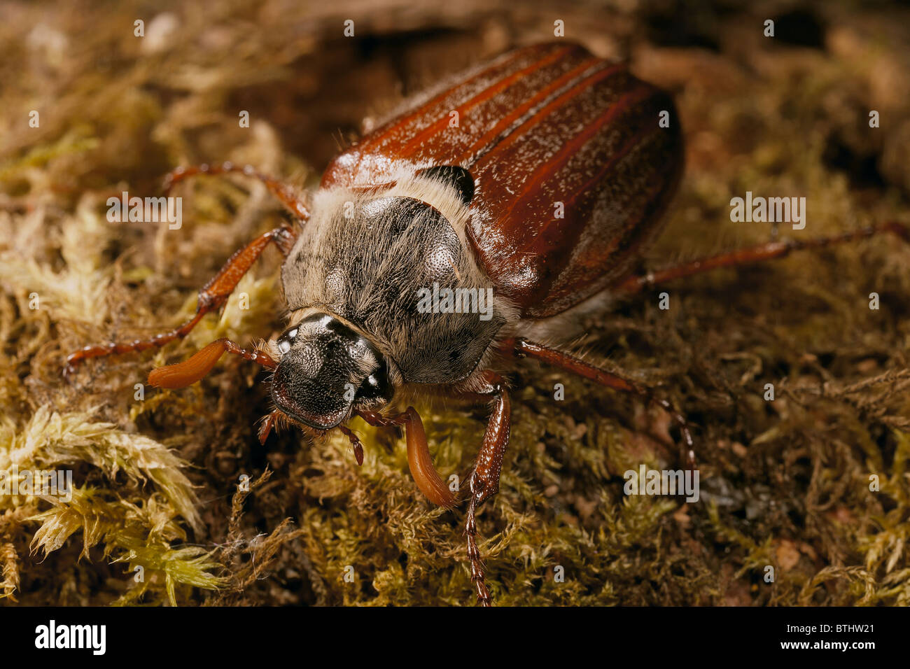 Maybug uk hi-res stock photography and images - Alamy