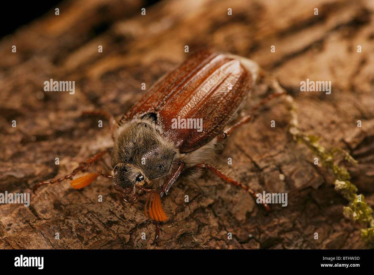 Maybug uk hi-res stock photography and images - Alamy