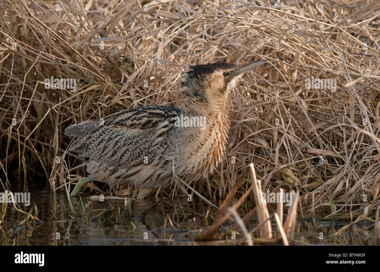 Type of bittern hi-res stock photography and images - Alamy