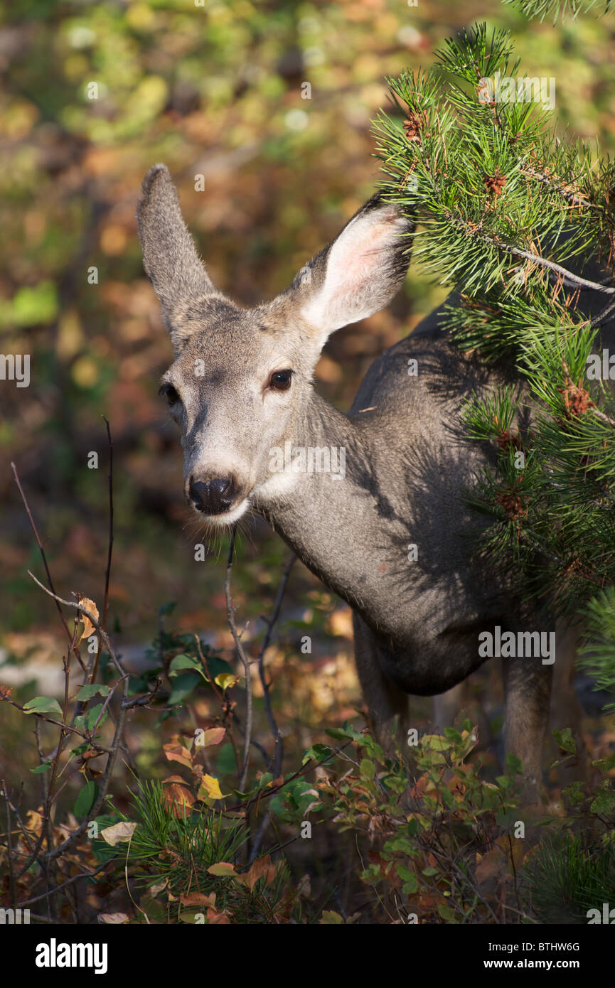 Mule Deer peeps out from behind a bush in the Grand Teton National Park ...
