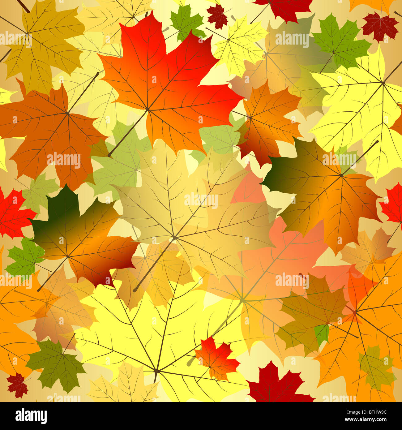 Silver maple transparent hi-res stock photography and images - Alamy