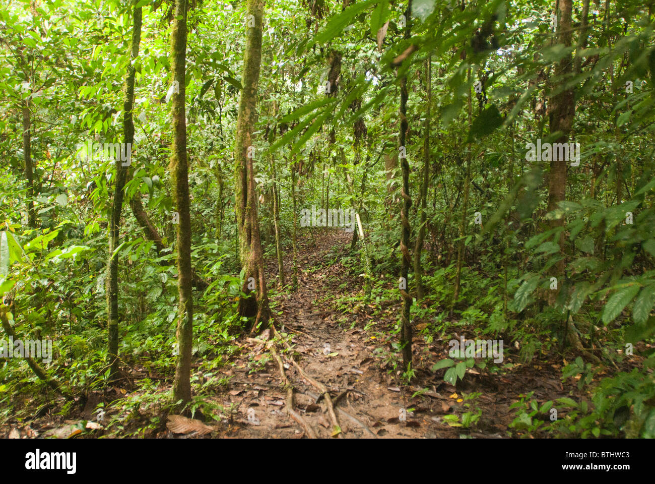 Borneo rainforest hi-res stock photography and images - Alamy