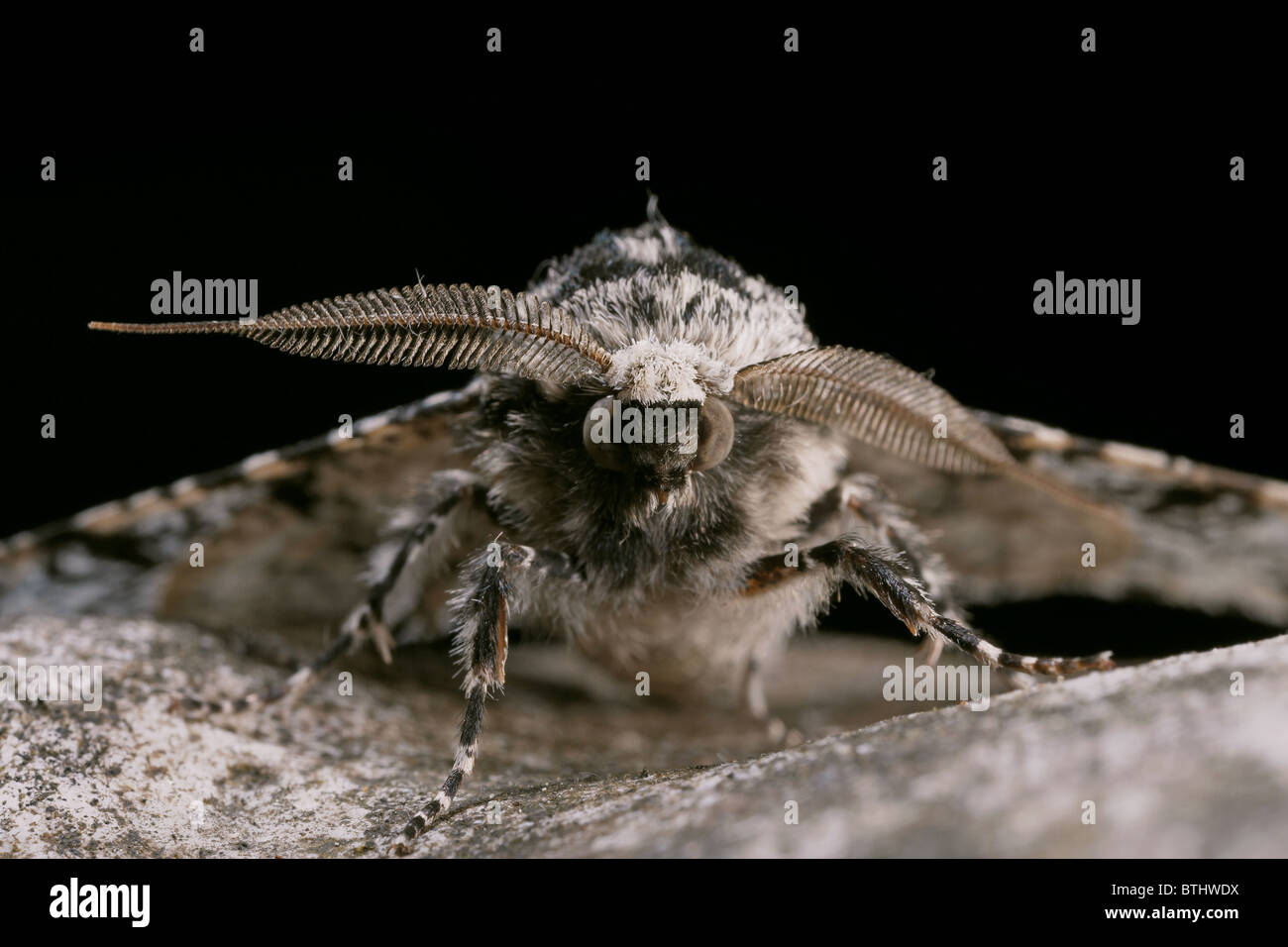 Biston Betularia High Resolution Stock Photography and Images - Alamy