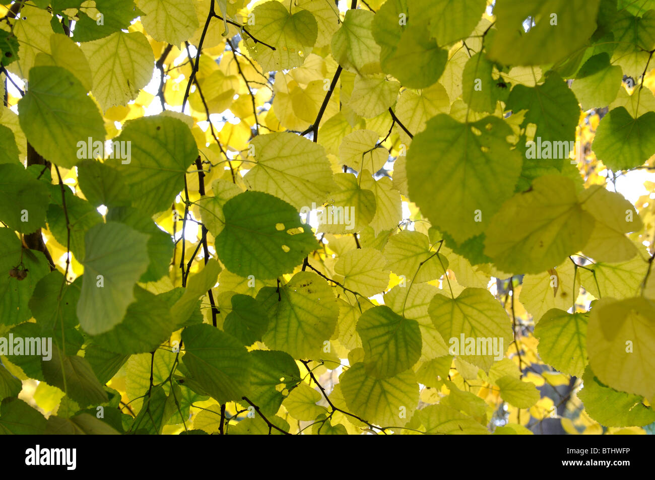 Lime tree foliage in autumn Stock Photo - Alamy