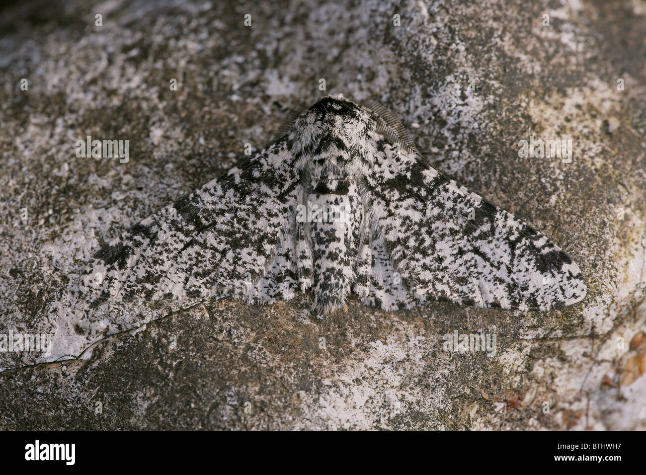 Peppered moth, Biston betularia Stock Photo - Alamy