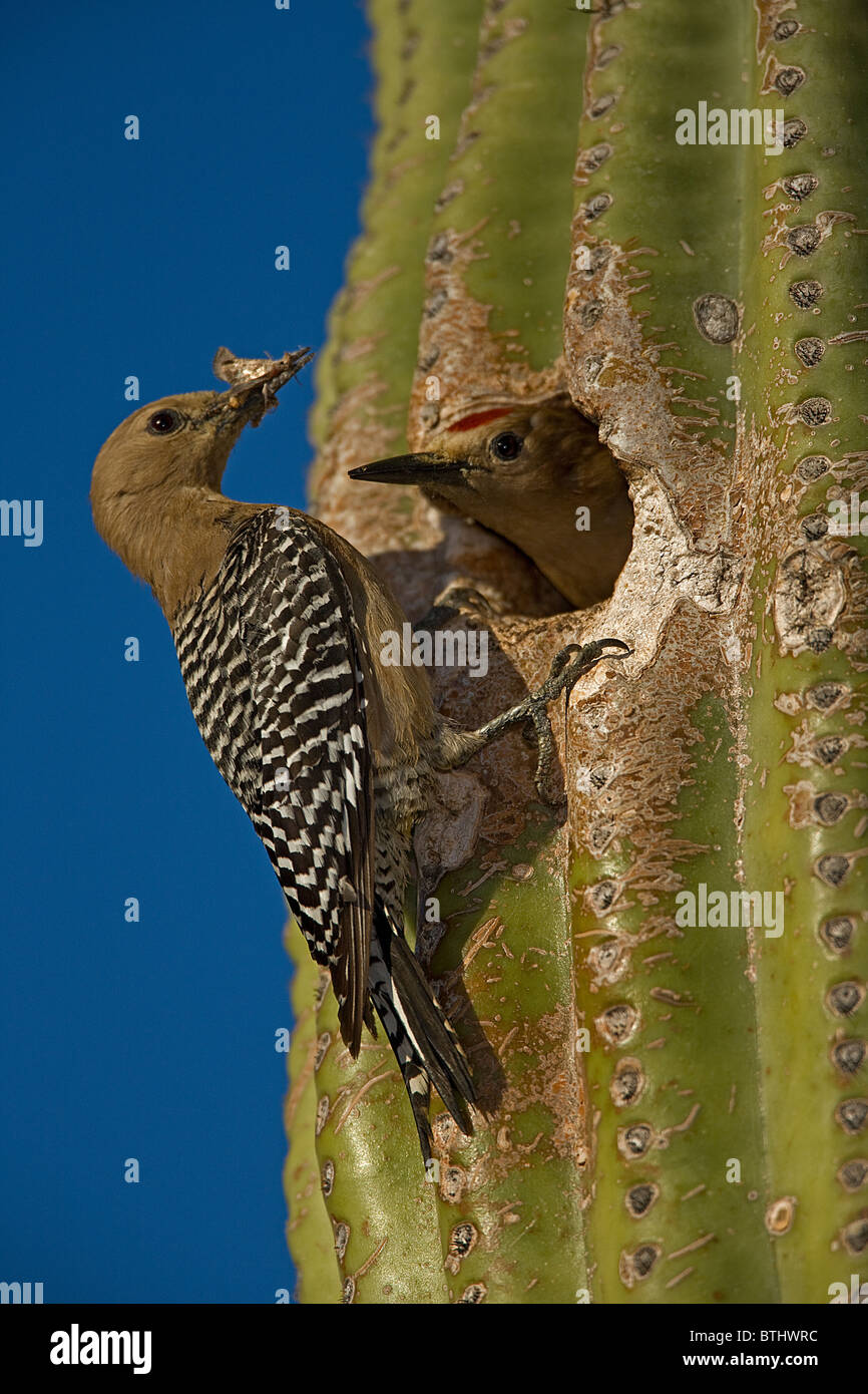Gila Woodpecker Melanerpes uropygialis Arizona at nest in Saguaro ...