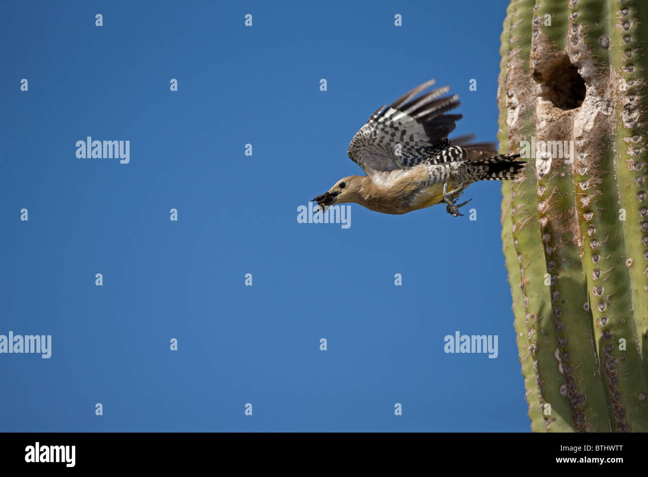 Gila Woodpecker (Melanerpes uropygialis) Sonoran Desert -Arizona ...