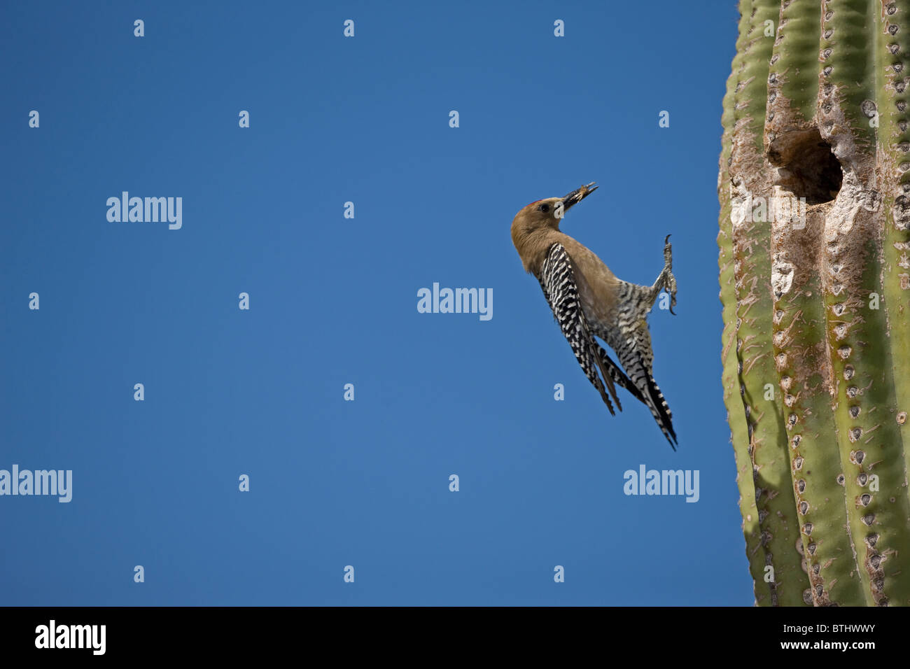 Gila Woodpecker Melanerpes uropygialis Arizona desert Saguaro cactus ...