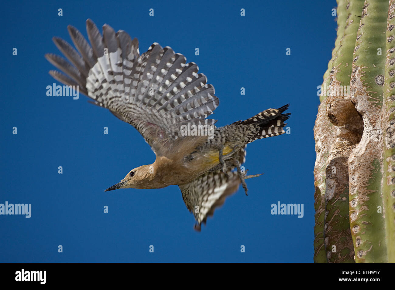 Gila Woodpecker Melanerpes uropygialis Arizona Sonoran desert flying ...